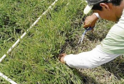 Por qué es importante aforar los potreros | CONtexto ganadero