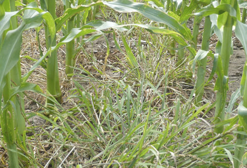 Conozca qué permite que se desarrollen las malezas | CONtexto ganadero