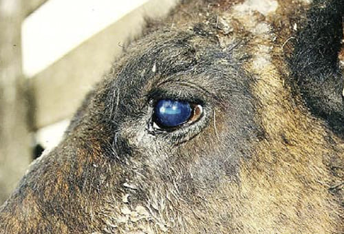 ¿Qué son quistes dermoides oculares y cómo se presentan en ganado ...