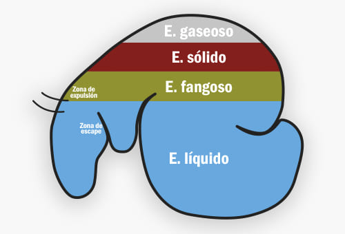Así se distribuye el alimento en el retículo-rumen cuando la vaca lo ...