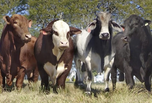 Qué aspectos debe tener en cuenta para seleccionar un pie de cría en bovinos | CONtexto ganadero