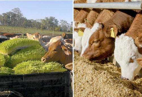 Señor ganadero: ¿prefiere forraje verde o seco para sus bovinos? | CONtexto ganadero