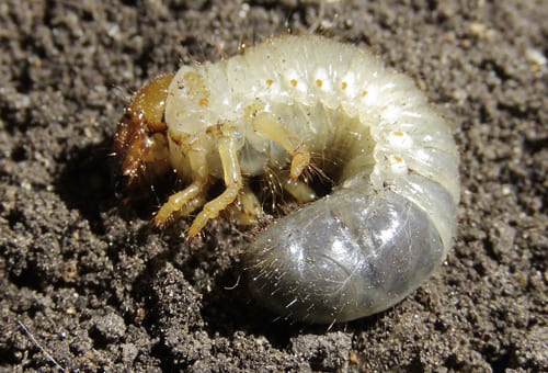 ¿Cómo funciona el control biológico de la chiza o mojojoy? | CONtexto ...