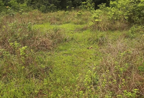 Aprenda a controlar las malezas de sus pasturas | CONtexto ganadero