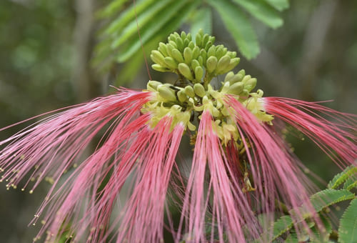 Los diferentes usos de la Calliandra calothyrsus para sus vacas ...