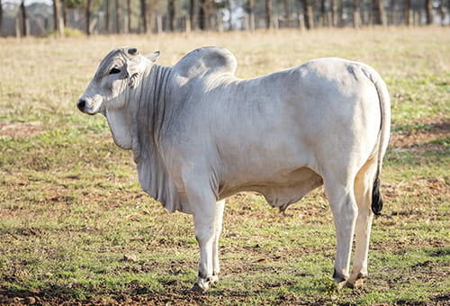 Papadas de los bovinos, problema ganadero | CONtexto ganadero