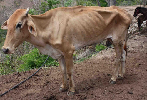 La anemia bovina, un problema para tratar a tiempo | CONtexto ganadero