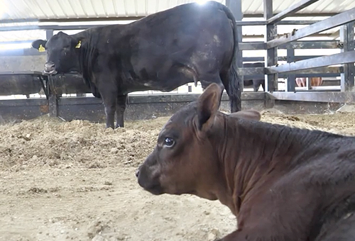 Carne sostenible de las razas angus y brangus tendrán sello de la ...