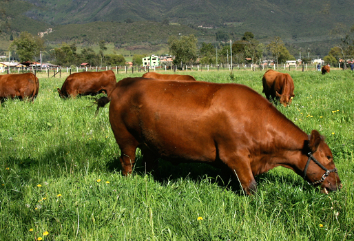 Aproveche los pastos de corte para hacer rendir la finca | CONtexto ...