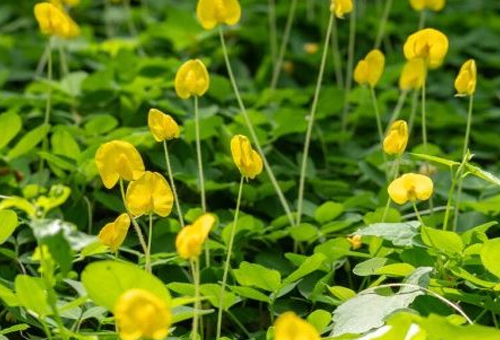 Maní forrajero para aumento de producción de leche | CONtexto ganadero