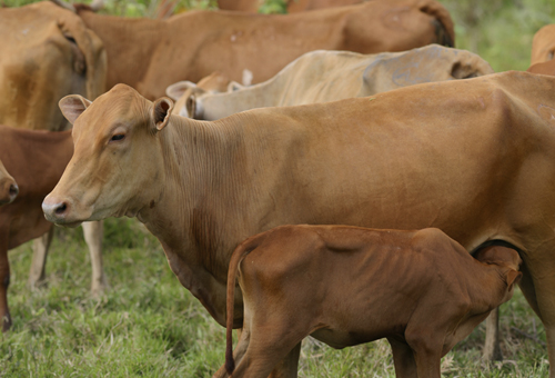 Las ventajas del ganado criollo más allá de su productividad | CONtexto ...