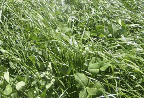 Mezcla de trébol rojo, raigrás y pasto azul orchoro | CONtexto ganadero