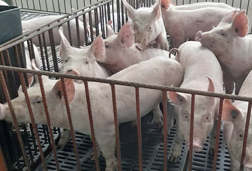 ¿Qué tipo de parásitos gastrointestinales hay en porcinos? | CONtexto ...