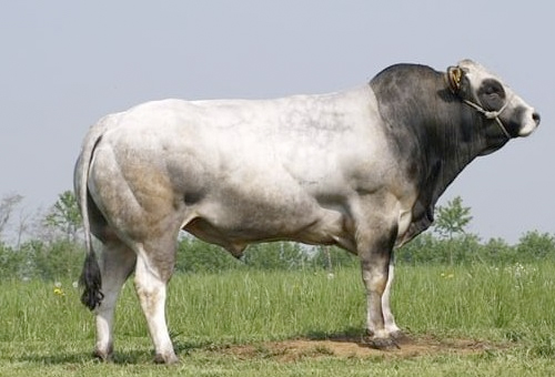 ¿Cuál es el nombre de esta raza: piemontese o piamontese? | CONtexto ...