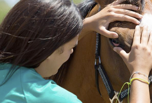 ¿Qué es la arteritis viral equina (AVE) y qué síntomas tiene? | CONtexto ganadero