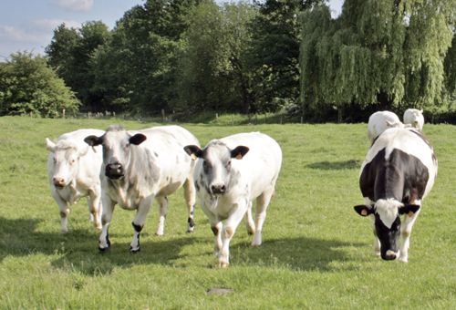 Regular carga animal y periodo de descanso en zonas áridas | CONtexto ...