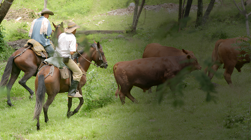 La sostenibilidad ganadera al alcance de todos | CONtexto ganadero