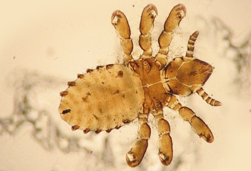 Los piojos en bovinos aparecen más en climas fríos | CONtexto ganadero