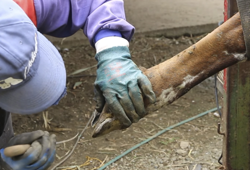 Por qué la salud del ganado empieza por el cuidado de las patas ...