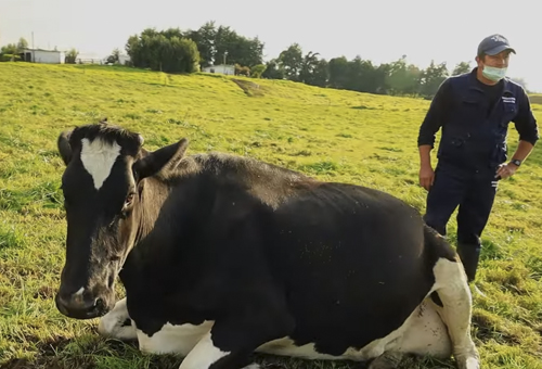 Preste atención a los síntomas del ganado para prevenir enfermedades ...
