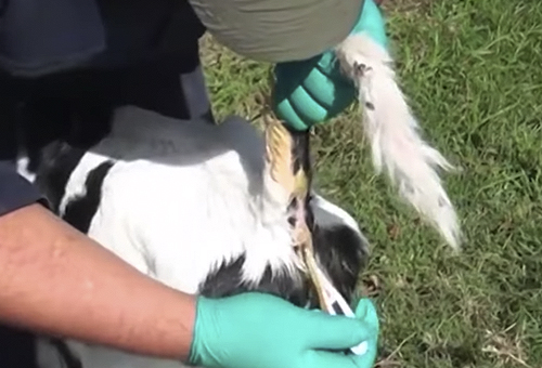 Timpanismo y diarreas, dos afecciones que requieren primeros auxilios ...