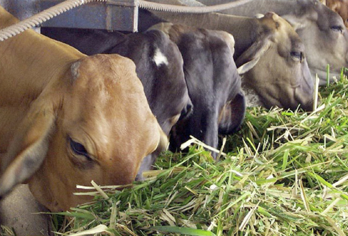4 principios que debe tener en cuenta al alimentar los bovinos | CONtexto ganadero