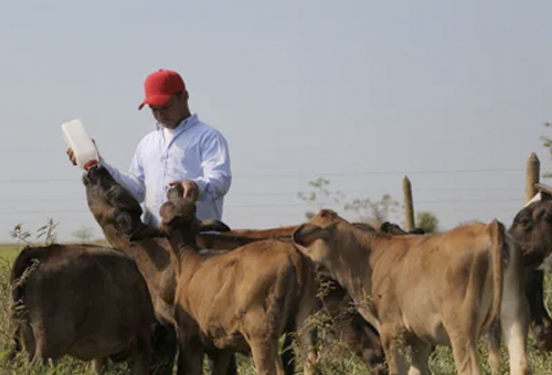 Ganadero amateur o ganadero profesional | CONtexto ganadero