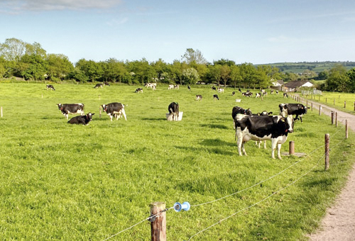 El pastoreo no es un problema, sino una solución | CONtexto ganadero