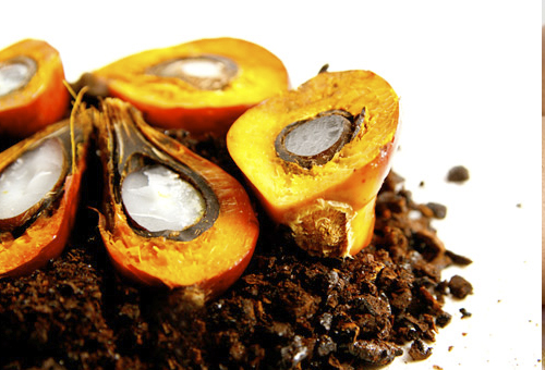 Bueno y malo de torta de palmiste | CONtexto ganadero