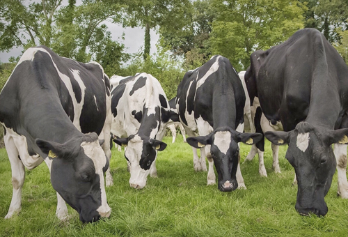 Las ventajas de regresar las novillas lecheras al pastoreo | CONtexto ...