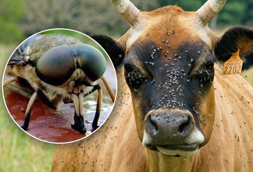 Cómo eliminar los tábanos, un insecto que afecta al ganado | CONtexto ...