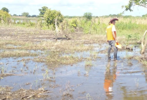 Millonarias pérdidas registran ganaderos en Guáimaro, Magdalena ...