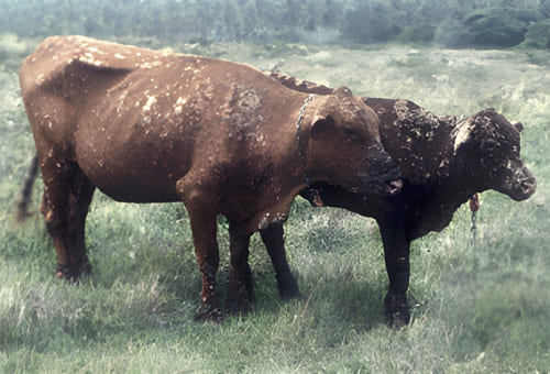 Conozca la enfermedad bovina farcino del buey | CONtexto ganadero