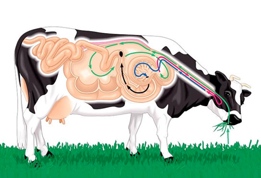 El rumen, motor de la digestión en los bovinos | CONtexto ganadero