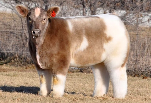 Fluflly, la especie bovina con más pelaje en el mundo | CONtexto ganadero