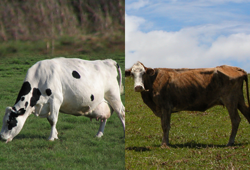 Ganadería Sostenible: Aliados que le permitirán la recuperación física ...