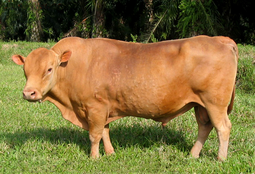 Romosinuano, única raza criolla colombiana que ha traspasado fronteras ...