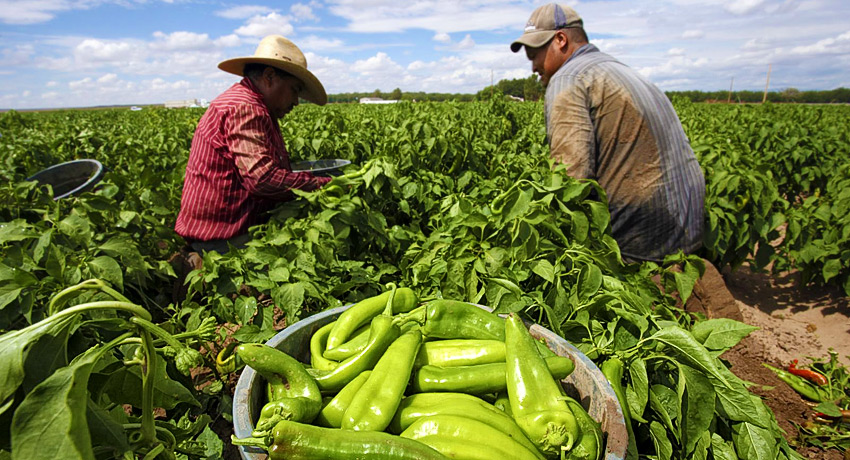 México se posiciona como el 12º productor de alimentos a nivel mundial ...