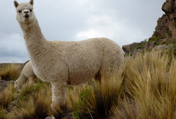 Clonación de Alpacas de los Andes| CONtexto ganadero | Noticias ...