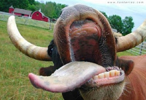 Argentina exporta hasta los labios de la vaca | CONtexto ganadero