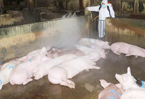 4.000 cerdos sacrificados van con la llegada de la fiebre porcina a ...