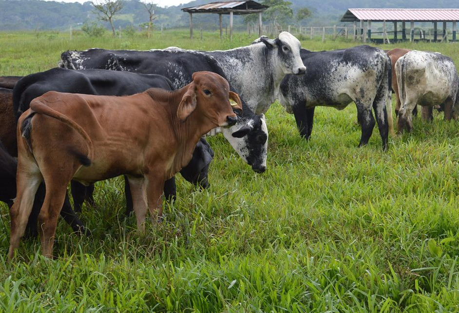 Ganaderos del Amazonas peruano mejoran la calidad de su carne ...