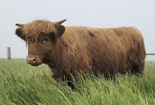 El récord mundial logrado con la venta de una vaca peluda | CONtexto ...