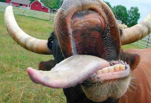 Virus de la ‘lengua azul’ reduce la producción de leche en ganado ...