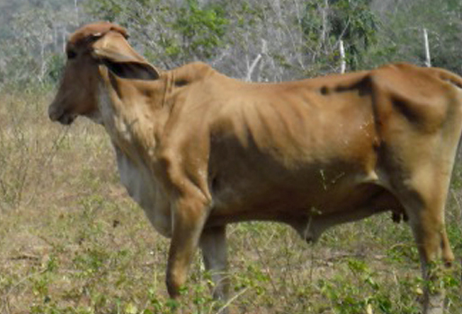 Y sin lluvias, ¿qué puede hacer la ganadería colombiana? | CONtexto ...