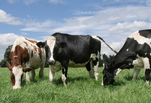 Lechería sustentable: ¿más litros por vaca o más litros por hectárea ...