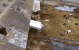 Sales mineralizadas, claves en la reproducción bovina | CONtexto ganadero