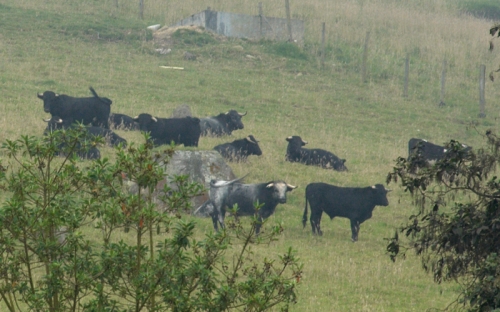 ¿Cuál es el secreto del Toro de Lidia? | CONtexto ganadero