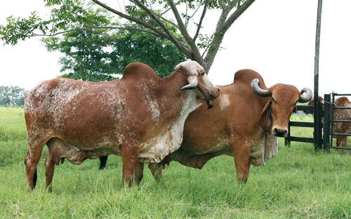 Gyr, la alternativa en producción láctea para zonas de trópico bajo ...