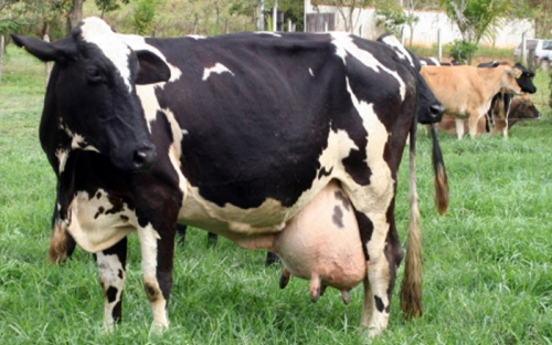 Transición de la vaca seca a lactante, periodo de sumo cuidado ...